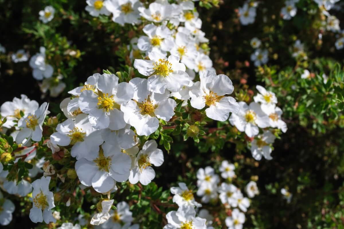 Tips for Growing Potentilla Gold Drop Successfully - Petal Republic