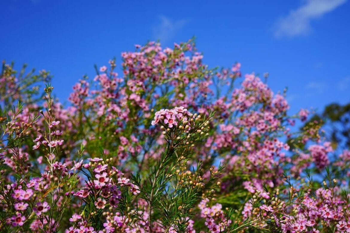 Growing Waxflowers in Your Garden: Tips and Tricks - Petal Republic