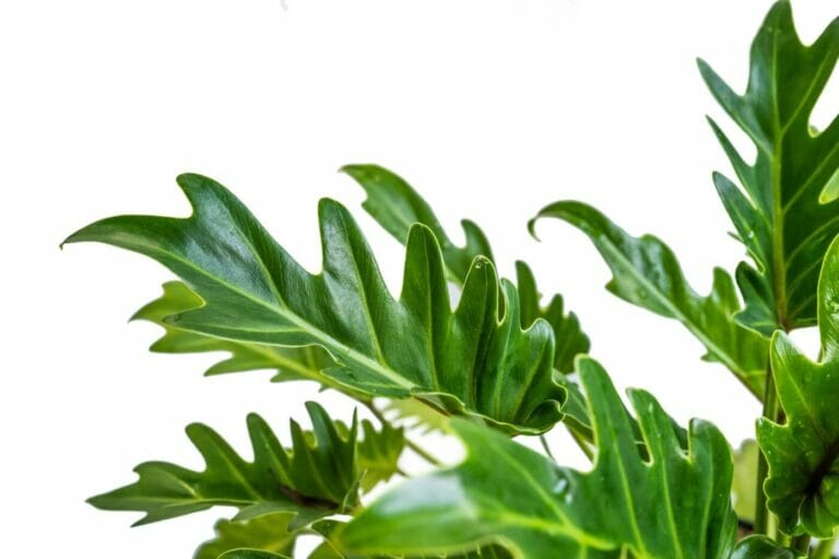 How to Grow and Care for Philodendron Hope Selloum - Petal Republic