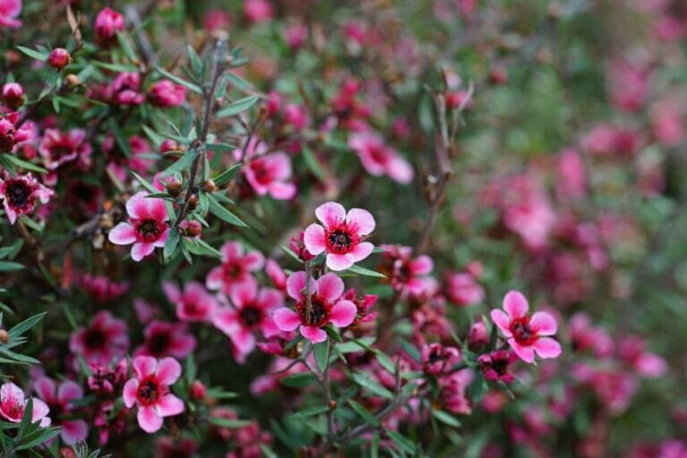 How to Grow and Care for Waxflowers (Chamelaucium) - Petal Republic