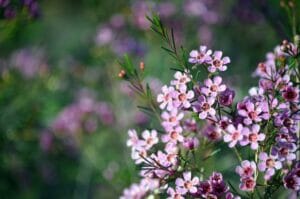 How to Grow and Care for Waxflowers (Chamelaucium) - Petal Republic