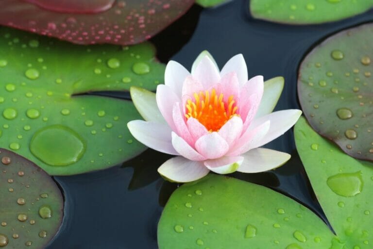 Water Lily Flowers and Their Symbolic Meaning - Petal Republic