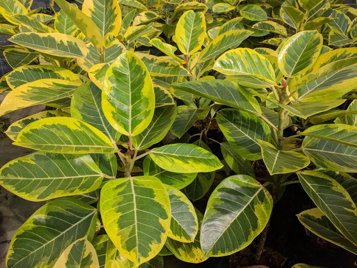 Best Soil Mix for Ficus Audrey Plants to Thrive - Petal Republic
