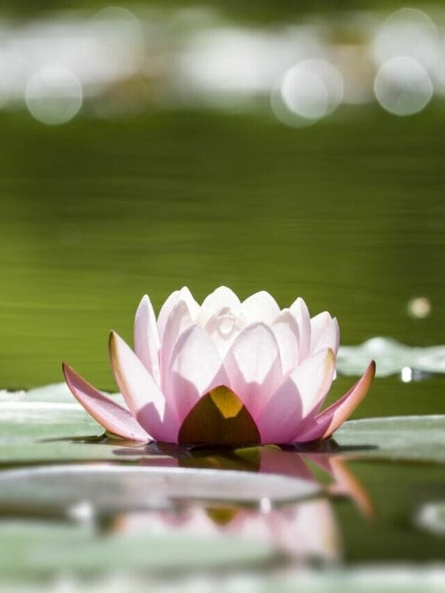 Water Lily Flower Meaning Symbolism Story Petal Republic water-lily-flower-meaning-symbolism-story-petal-republic