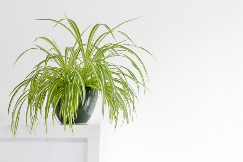 10 Popular Types of Spider Plant & How to Grow Them - Petal Republic