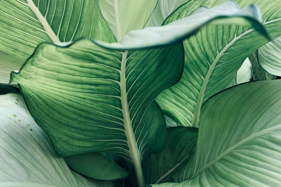 How to Grow & Care for Dumb Cane Plants (Dieffenbachia) - Petal Republic