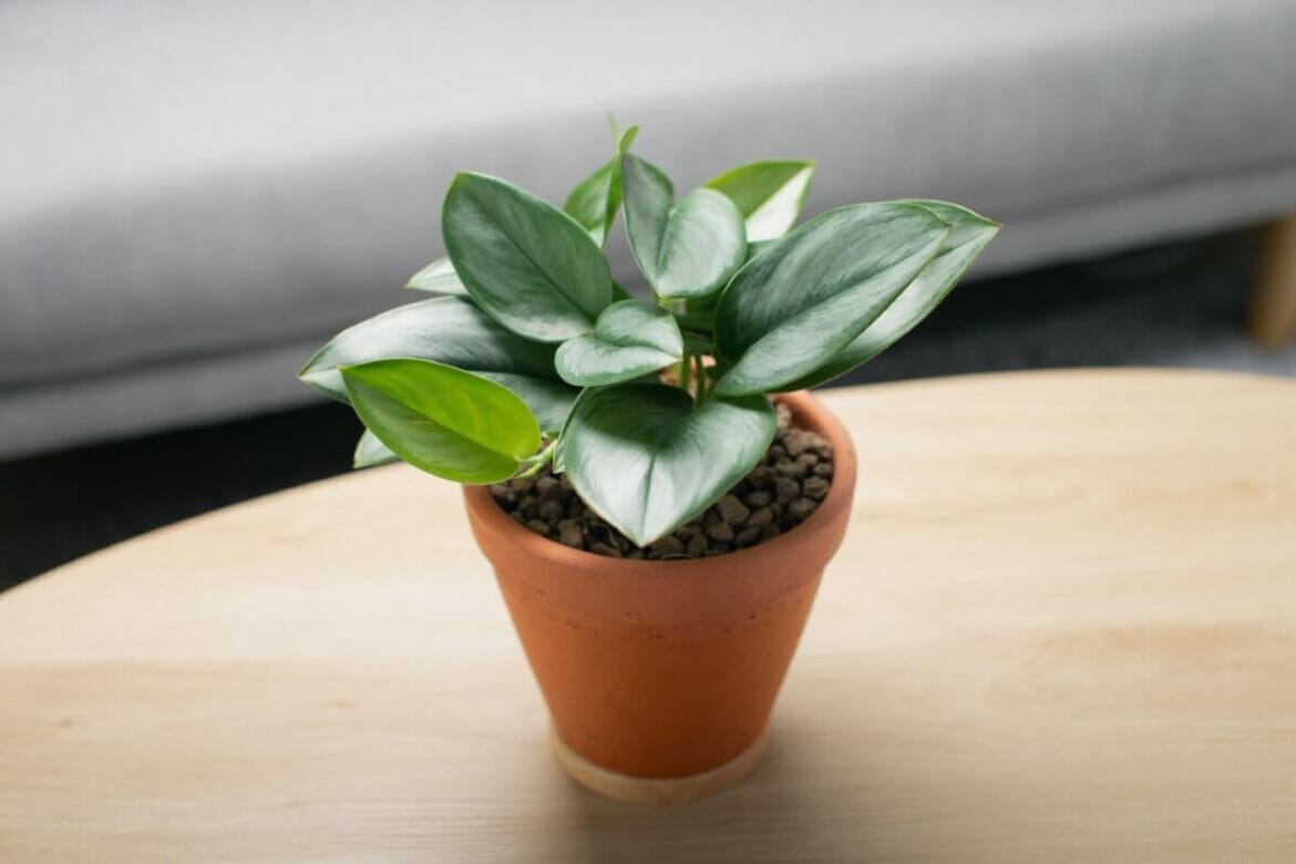 How to Grow and Care for Sterling Silver Scindapsus - Petal Republic