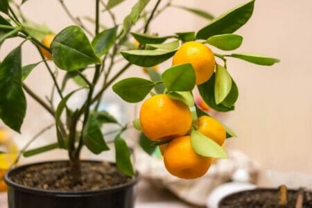12 Best Types of Citrus Trees You Can Grow Indoors - Petal Republic