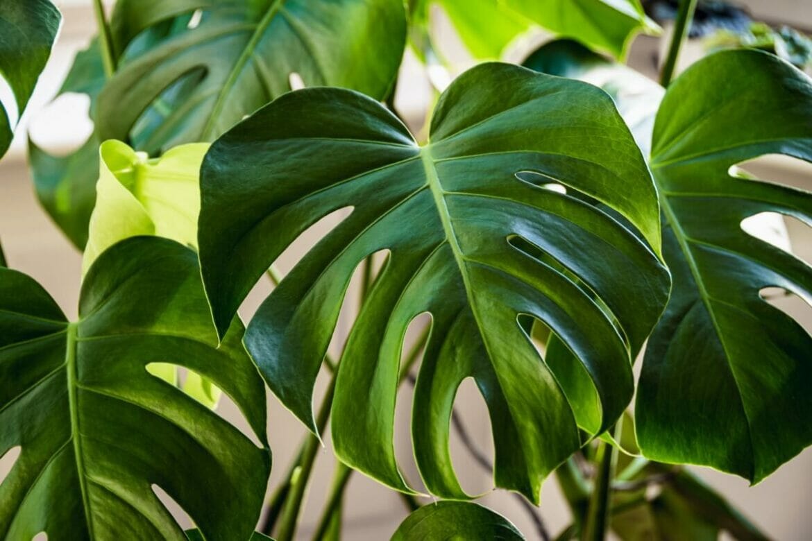 15 Underrated Monstera Benefits That’ll Make You Love This Plant Even ...