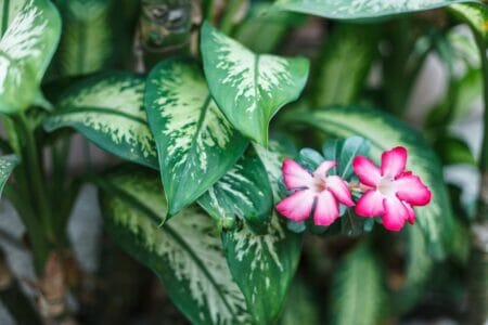 How to Grow & Care for Dumb Cane Plants (Dieffenbachia) - Petal Republic