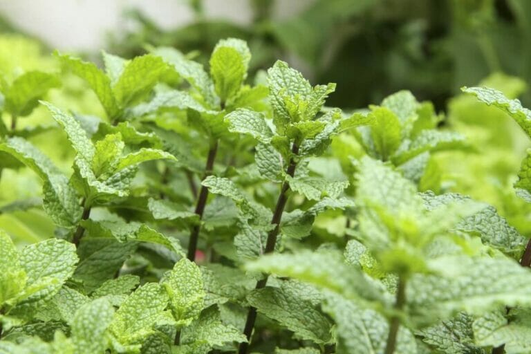 20 Popular Types of Mint to Grow at Home - Petal Republic