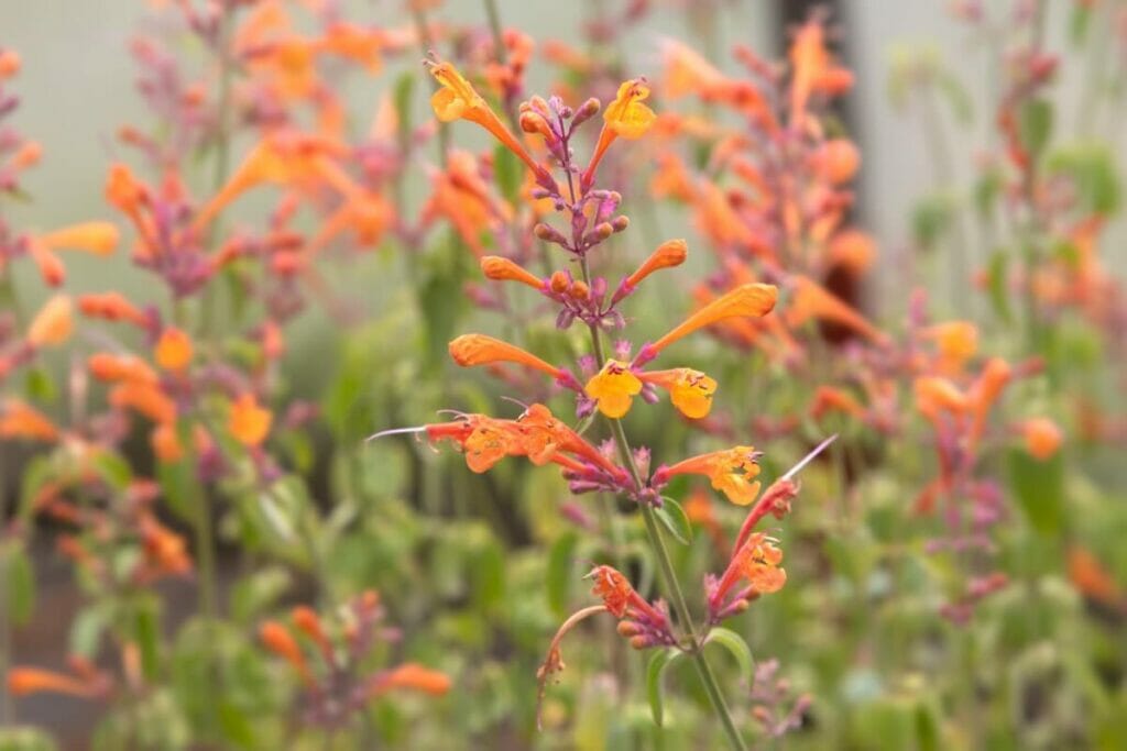Amazing Agastache Ultimate Guide To Hummingbird Mint Petal Republic