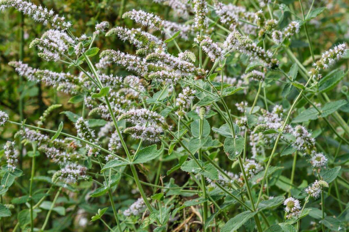 How to Grow and Care For Apple Mint at Home - Petal Republic