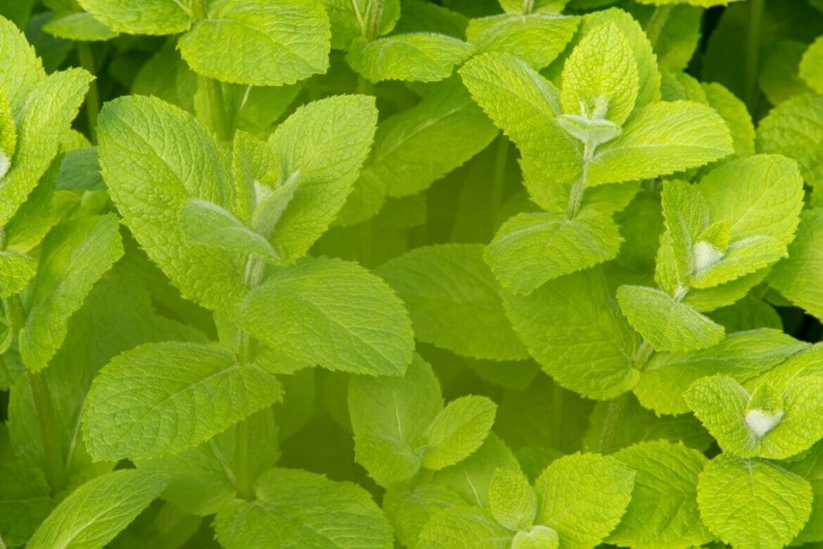 How to Grow and Care For Apple Mint at Home - Petal Republic