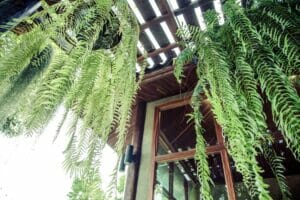 10 Best Feng Shui Plants for Balconies - Petal Republic