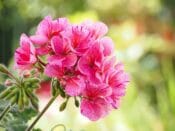 10 Best Feng Shui Plants for Balconies - Petal Republic
