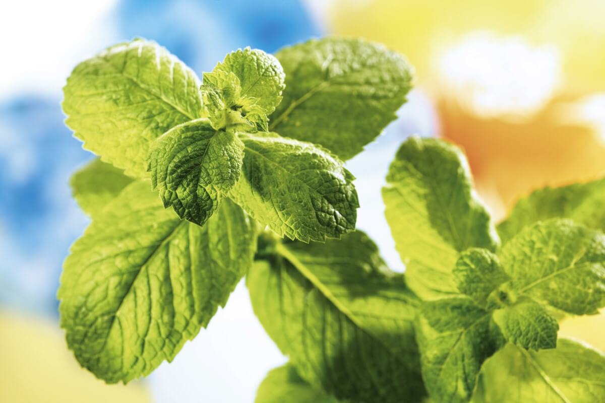 How to Grow and Care For Apple Mint at Home - Petal Republic