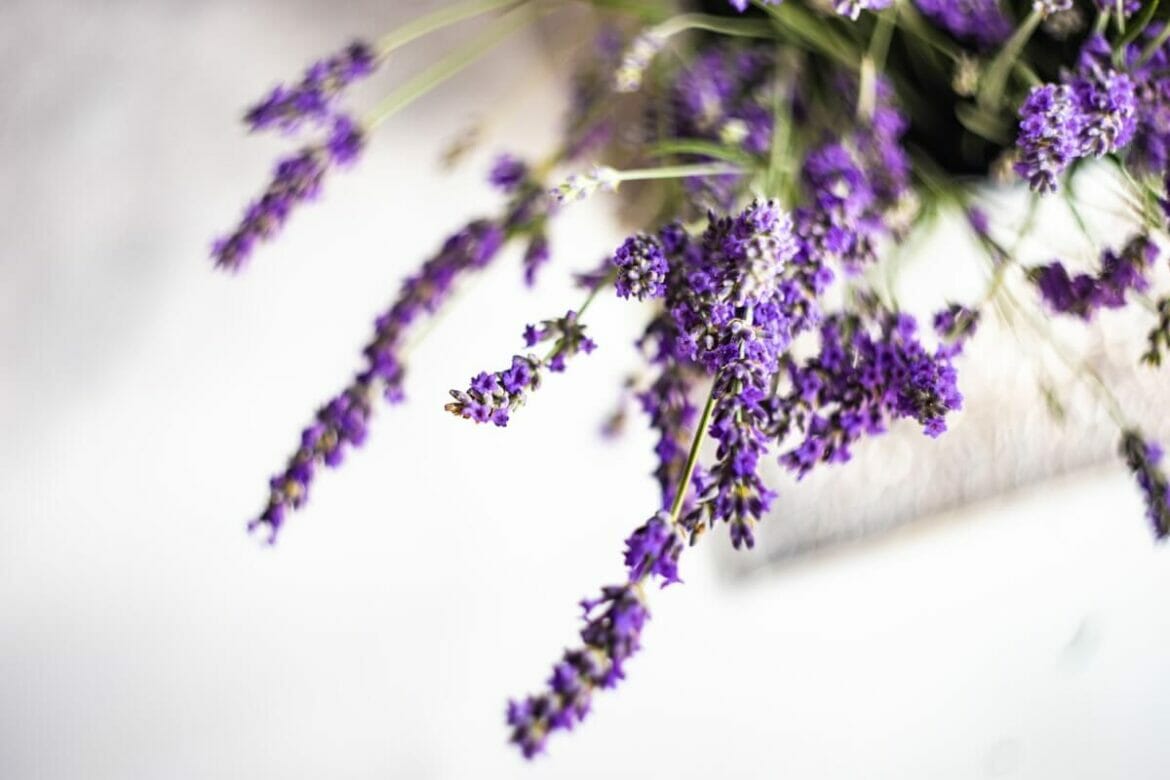 10 Best Feng Shui Plants for Balconies - Petal Republic
