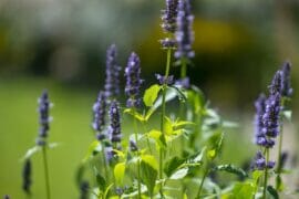 Amazing Agastache: Ultimate Guide to Hummingbird Mint - Petal Republic