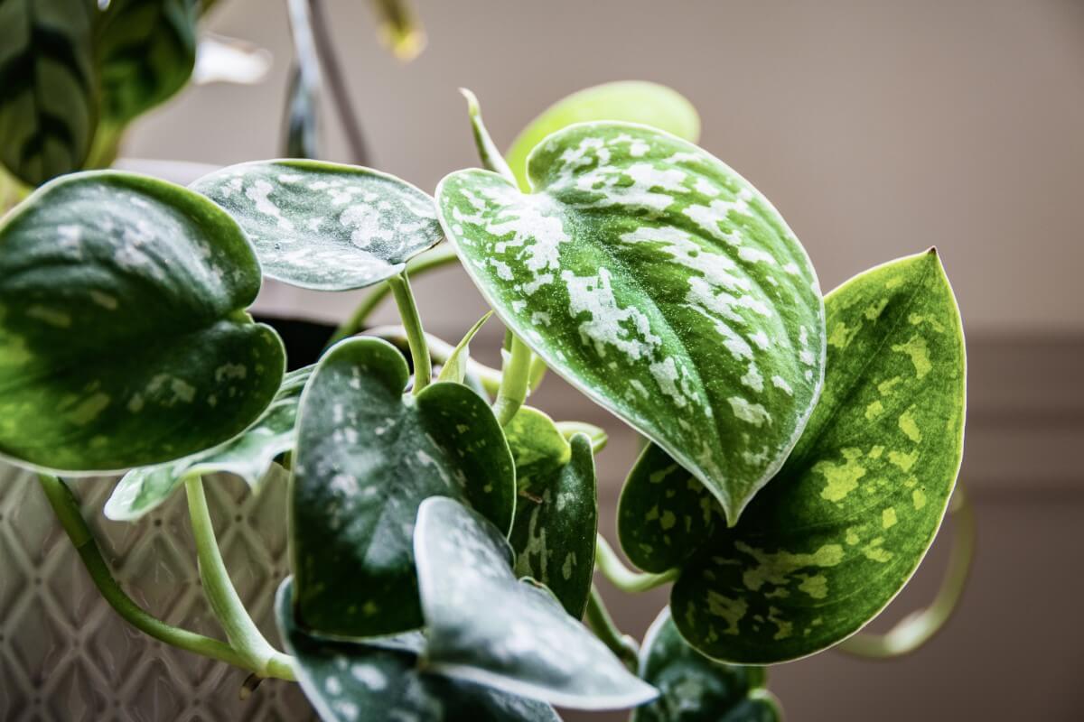 The Ultimate Variegated Pothos Care Guide - Petal Republic