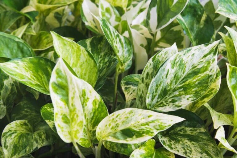 The Ultimate Variegated Pothos Care Guide - Petal Republic