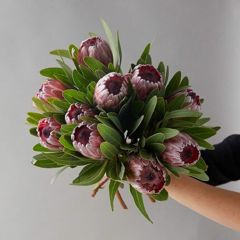 12 Best Washington DC Flower Delivery Services - Petal Republic