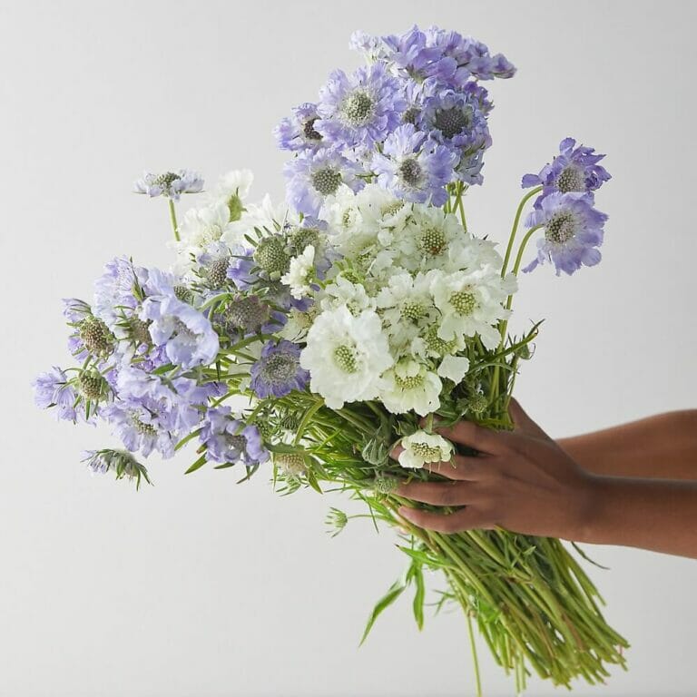 12 Best Washington DC Flower Delivery Services - Petal Republic