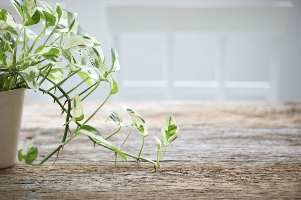 Why Pothos Is Considered a Sacred and Symbolic Plant in So Many ...