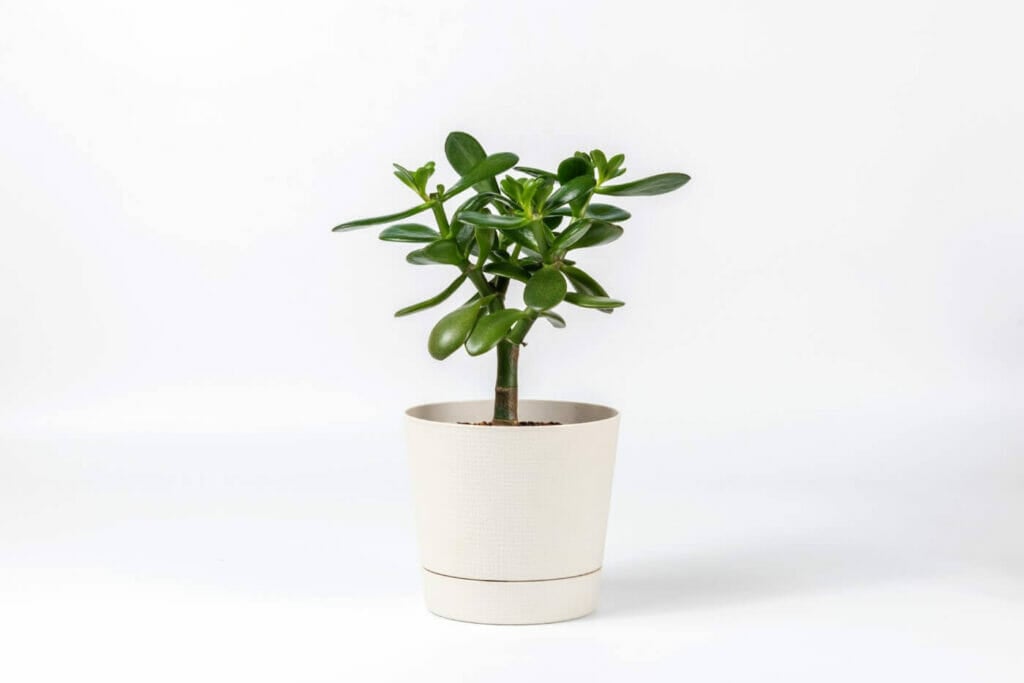 17 Popular Types of Jade Plants - Petal Republic
