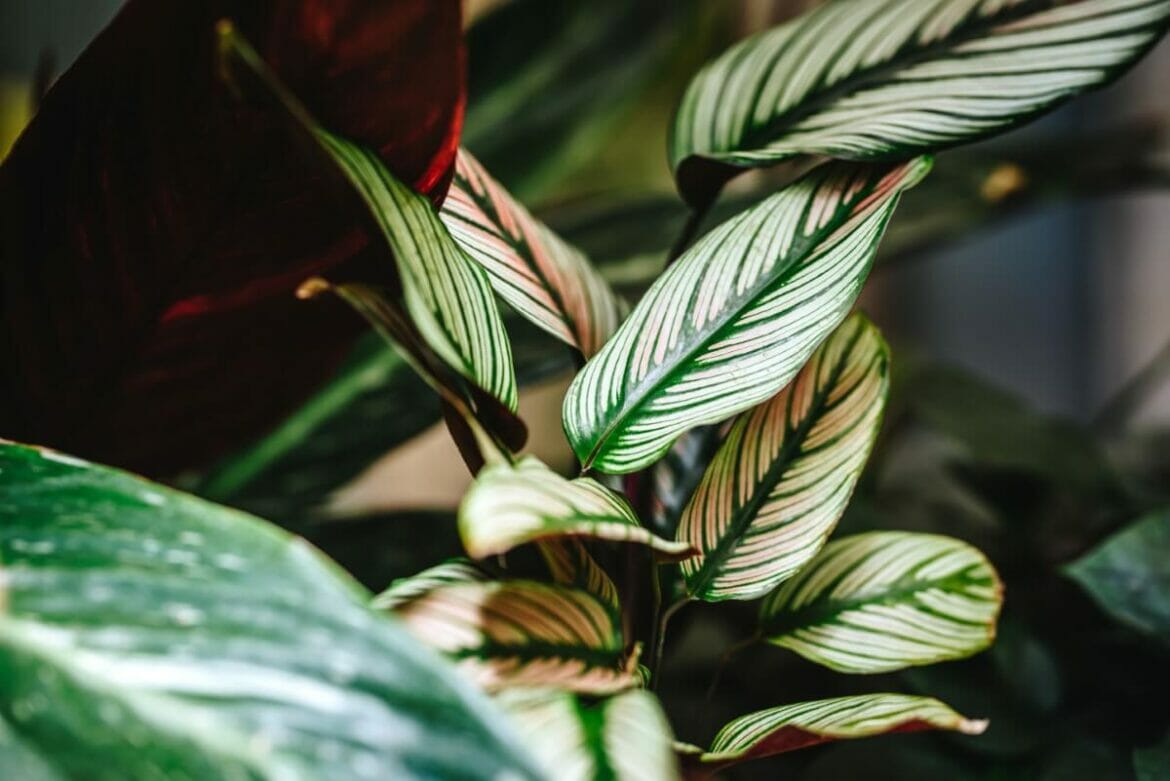 20 Stunning Types of Calathea Plants to Grow at Home - Petal Republic