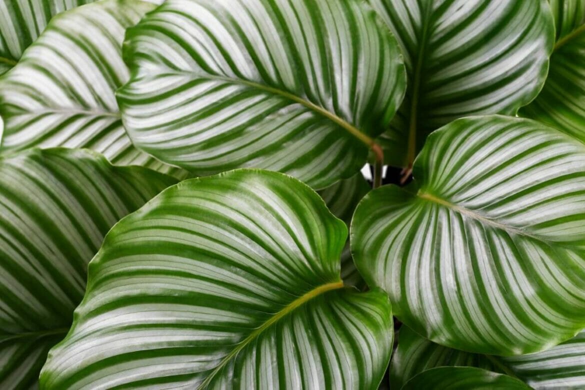 20 Stunning Types of Calathea Plants to Grow at Home - Petal Republic