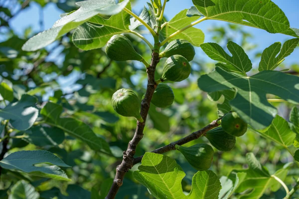 17 Best Types of Ficus Tree to Grow at Home - Petal Republic