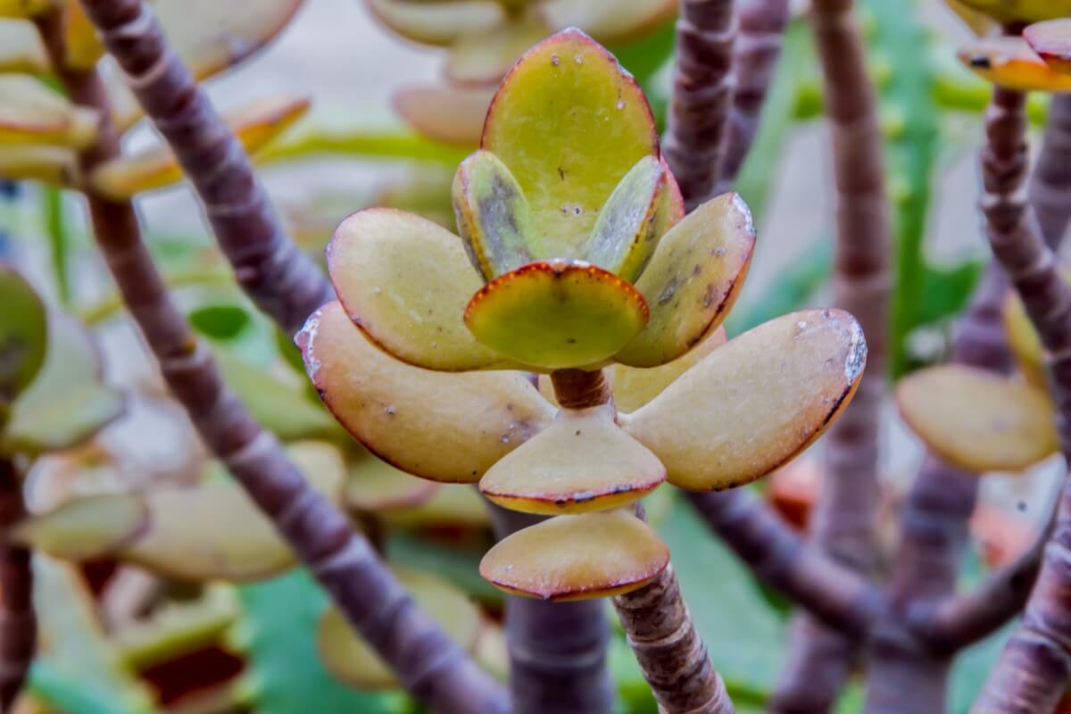 17 Popular Types of Jade Plants to Grow - Petal Republic