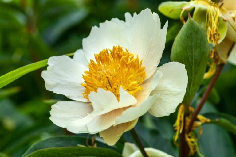 Every Peony Flower Color Detailed With Photos and Popular Types