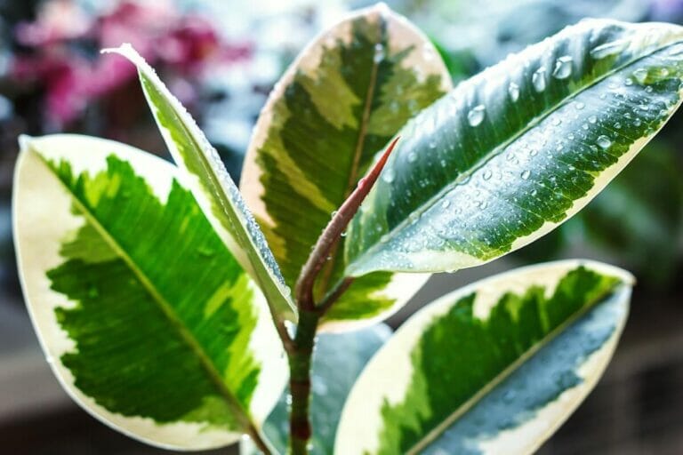 17 Best Types of Ficus Tree to Grow at Home - Petal Republic