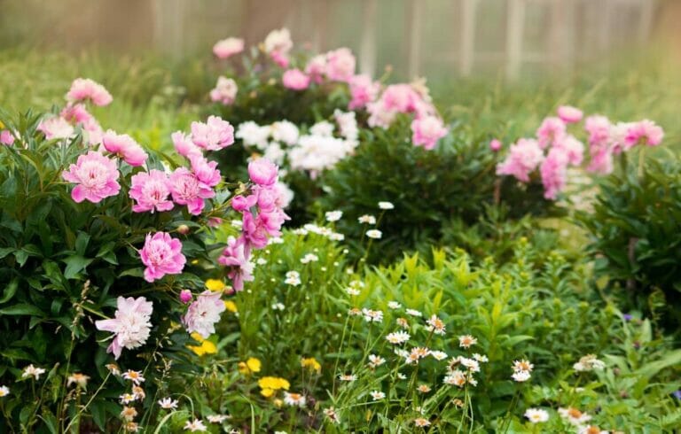 When and How to Divide Peonies - Petal Republic