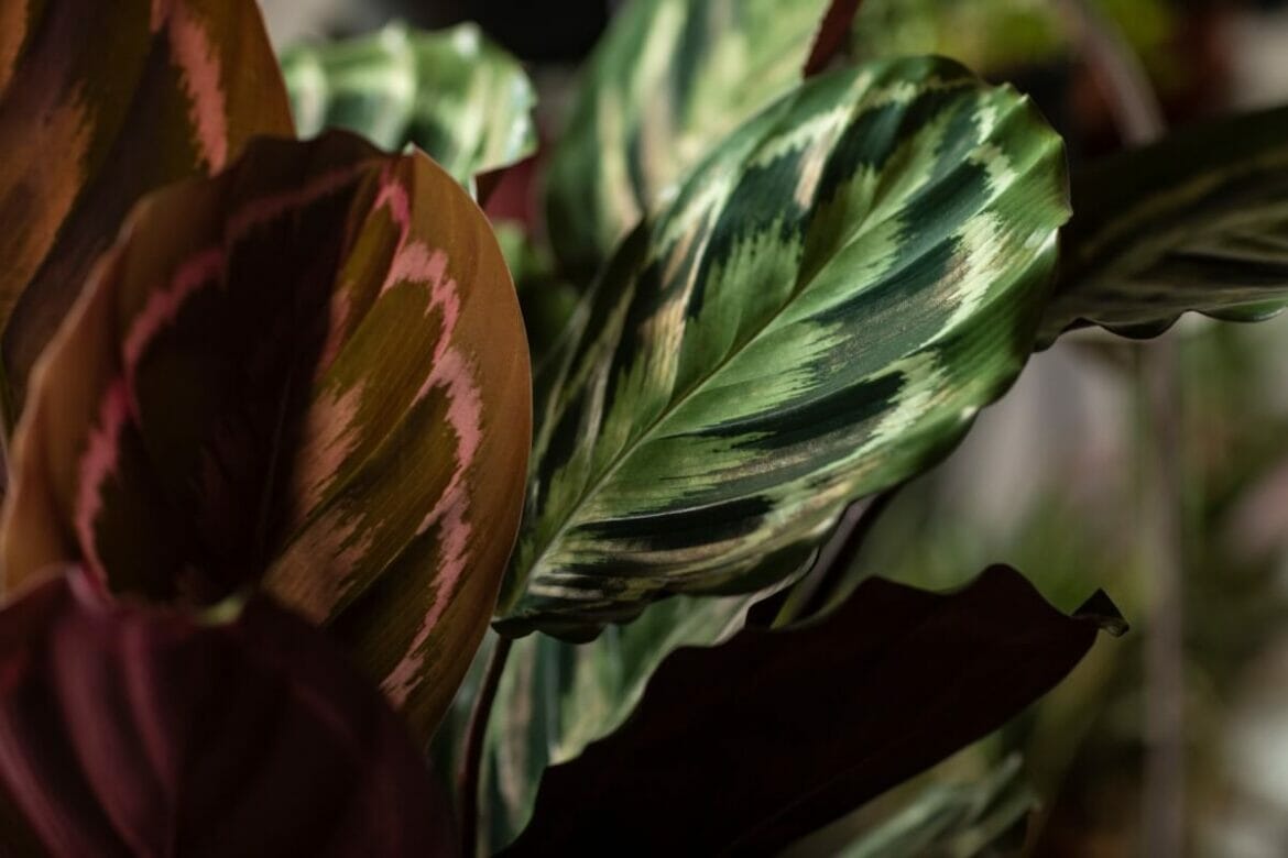 How to Grow and Care for Calathea Medallion Plants - Petal Republic