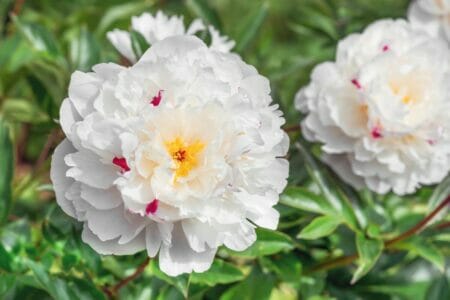 What Color Do Peonies Come In? (Essential Guide) - Petal Republic