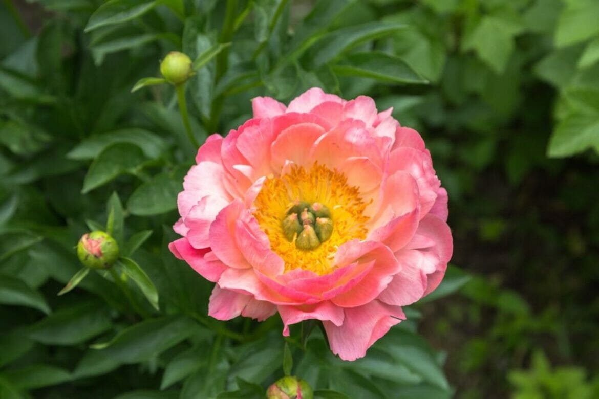 Every Peony Flower Color Detailed With Photos and Popular Types