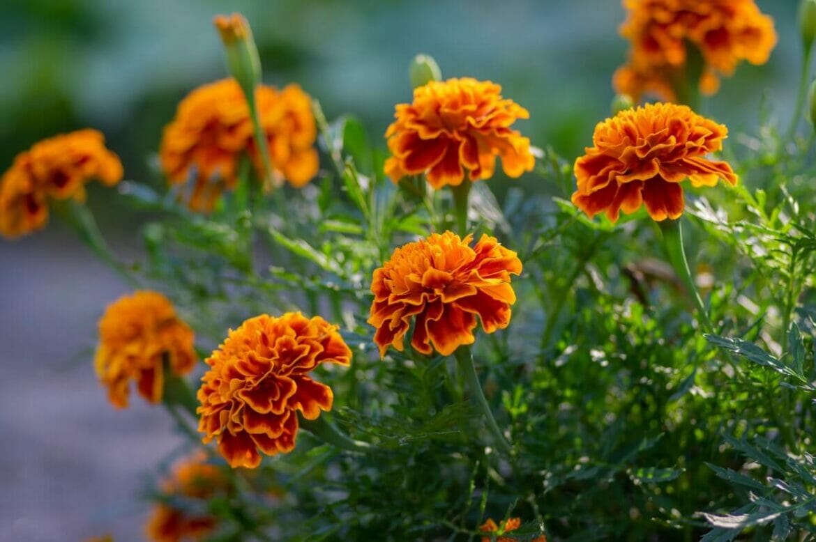 Every Marigold Flower Color With Photos