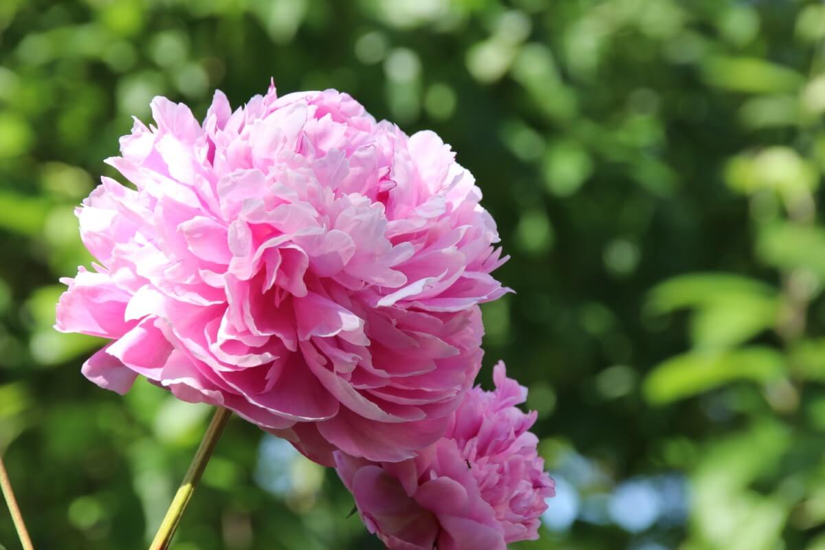 Every Peony Flower Color Detailed With Photos and Popular Types