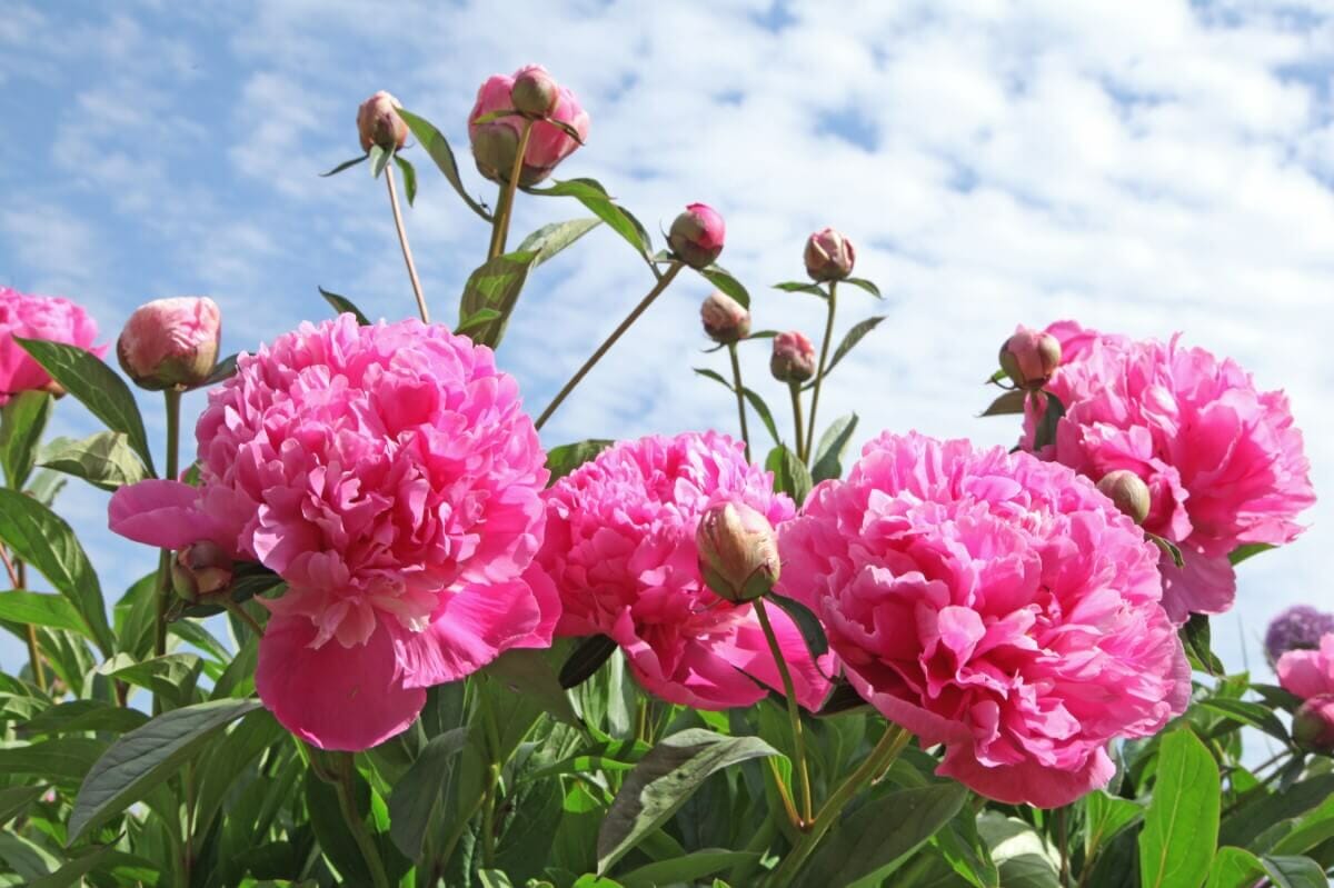 When and How to Divide Peonies - Petal Republic