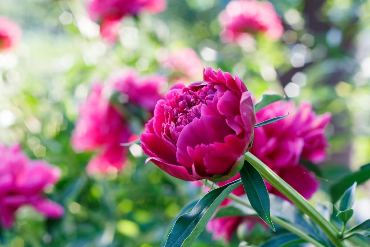 How to Fertilize Peonies for Optimal Growth Each Season - Petal Republic
