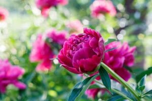 What Color Do Peonies Come In? (Essential Guide) - Petal Republic