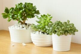 Jade Plant Meaning: Why This “Money Magnet” Is in Every Successful Home ...