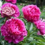 When and How to Divide Peonies (Essential Guide) - Petal Republic