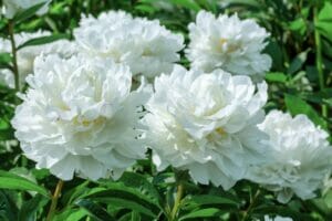 What Color Do Peonies Come In? (Essential Guide) - Petal Republic