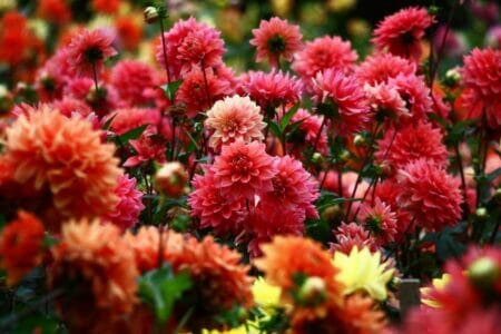 20 Different Types of Dahlia Flowers Explained - Petal Republic