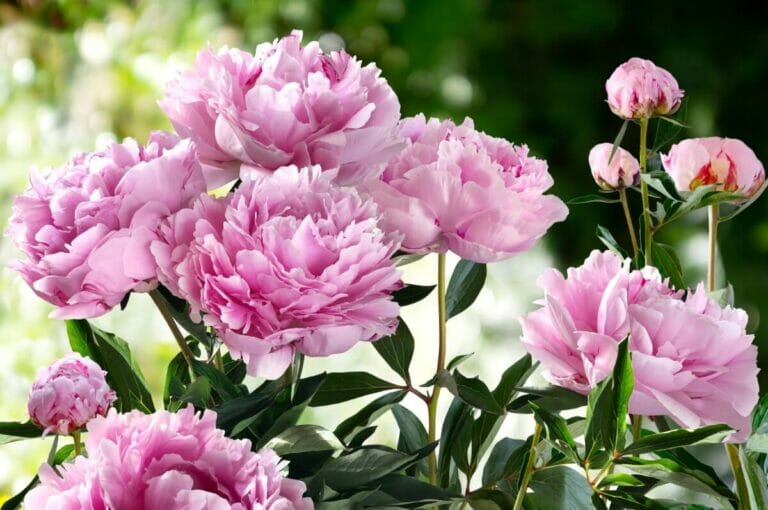 Types of Peony Flowers (Tree, Herbaceous, and Itoh) + 43 Popular ...