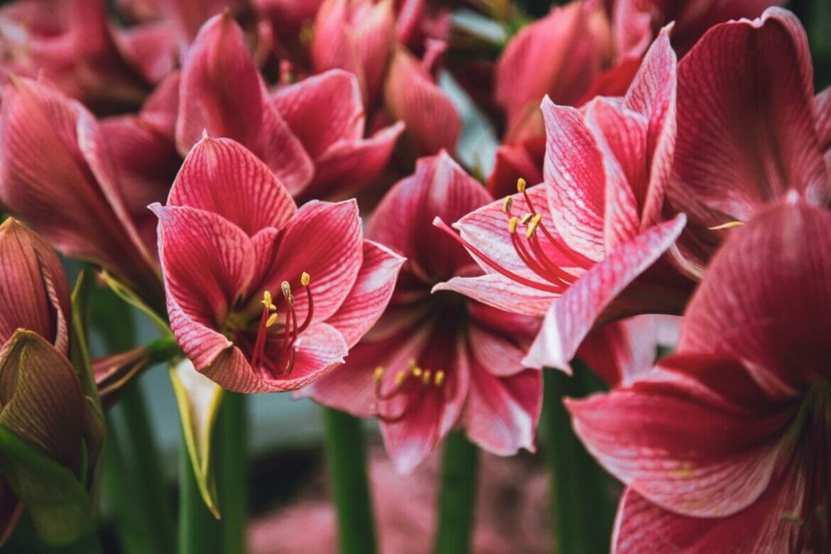 14 Best Types of Flowers for Graduation Gifts - Petal Republic